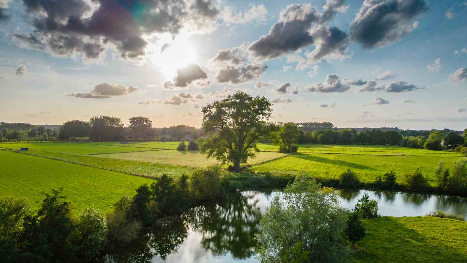 Monumentale populier in Deinze kandidaat voor verkiezing Boom van het ...